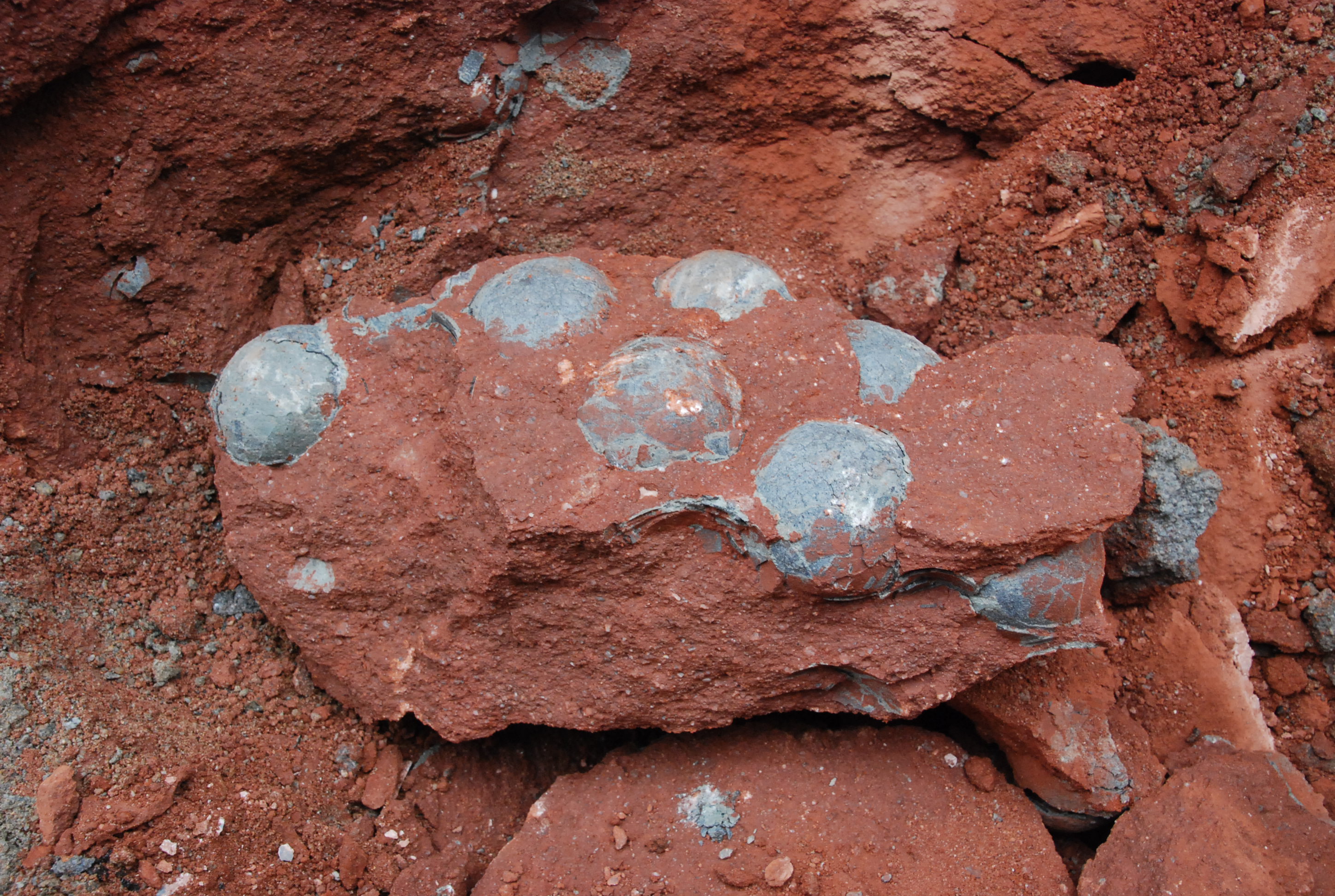 A ing Look At The World Of Fossilized Dinosaur Eggs Double Helix