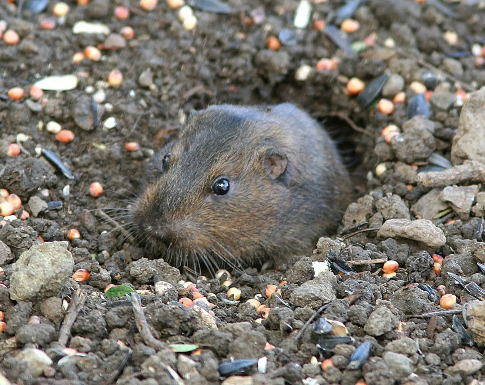 Effects of gophers on volcanic plains revealed - Double Helix